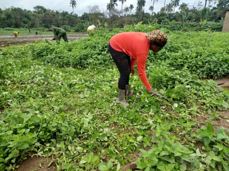 Ready for Farming This Season? 5 Land Clearing Tips You Must Know ...